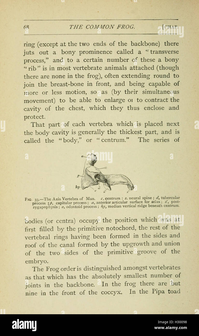 This text describes the common frog, its habitat, life cycle, and ...