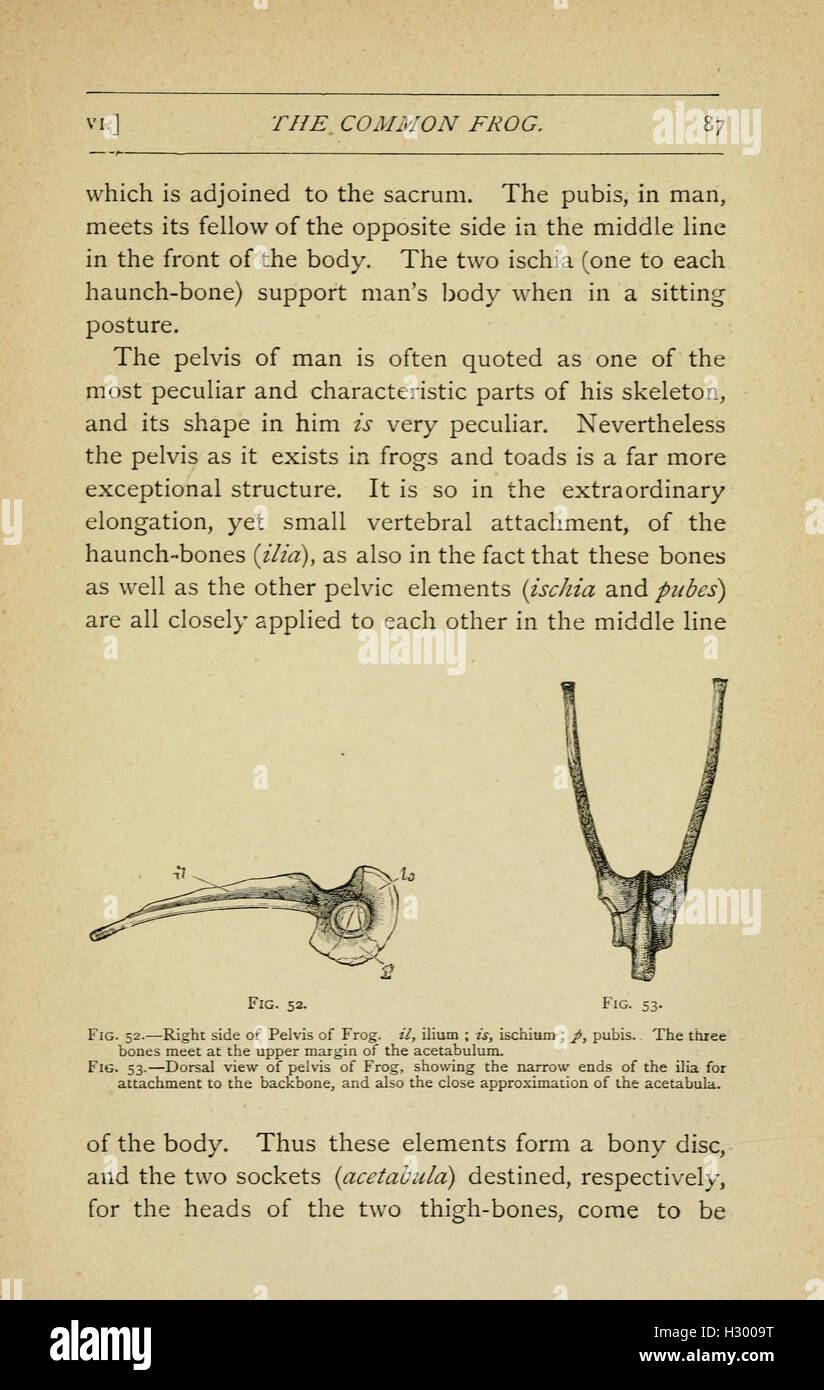 An in-depth study on the common frog, detailing its anatomy, behavior ...