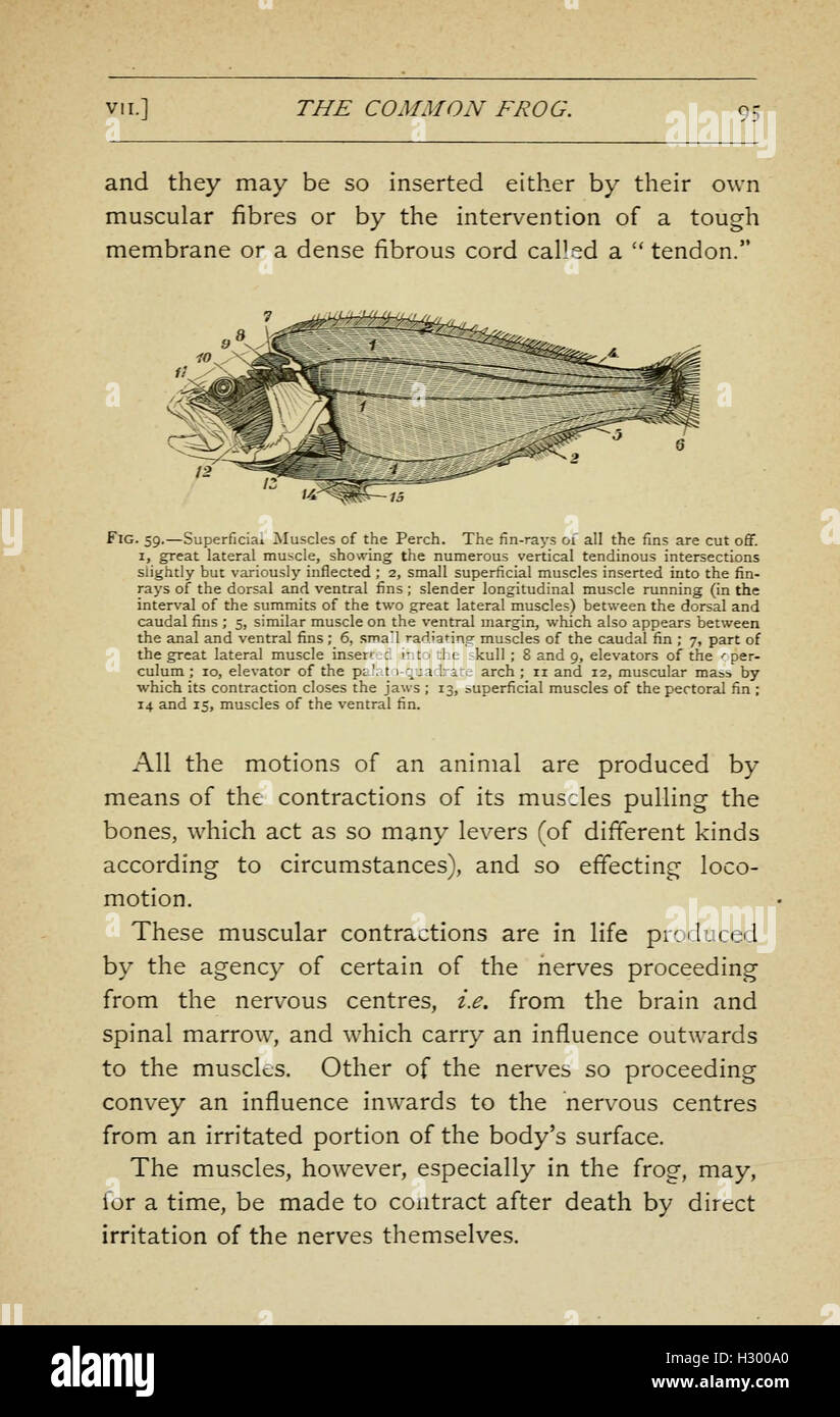 An in-depth study of the common frog, including its physical features ...