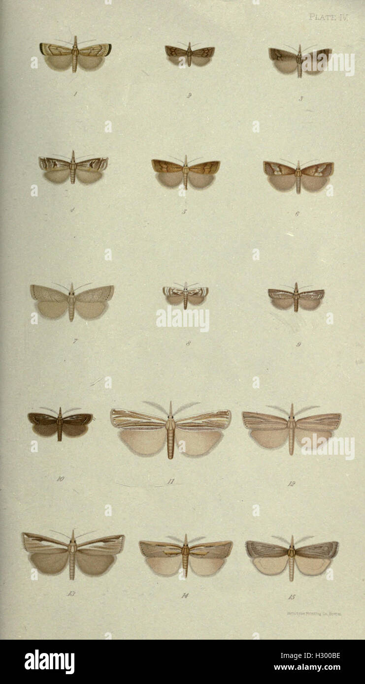 This work provides a detailed study of the Crambidae family of moths in ...