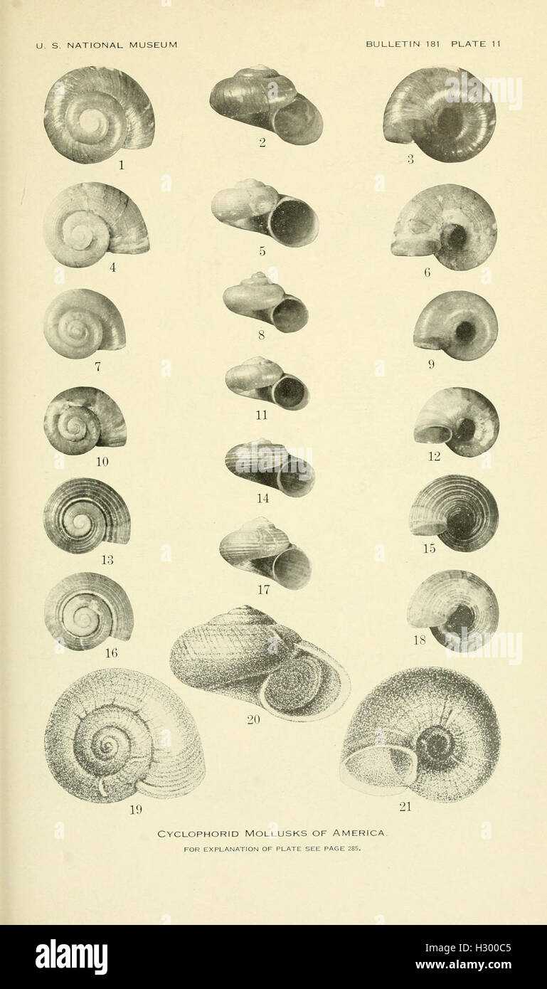 This work examines the Cyclophorid operculate land mollusks of America ...