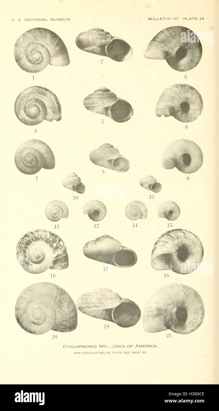 The cyclophorid operculate land mollusks of America BHL78 Stock Photo ...