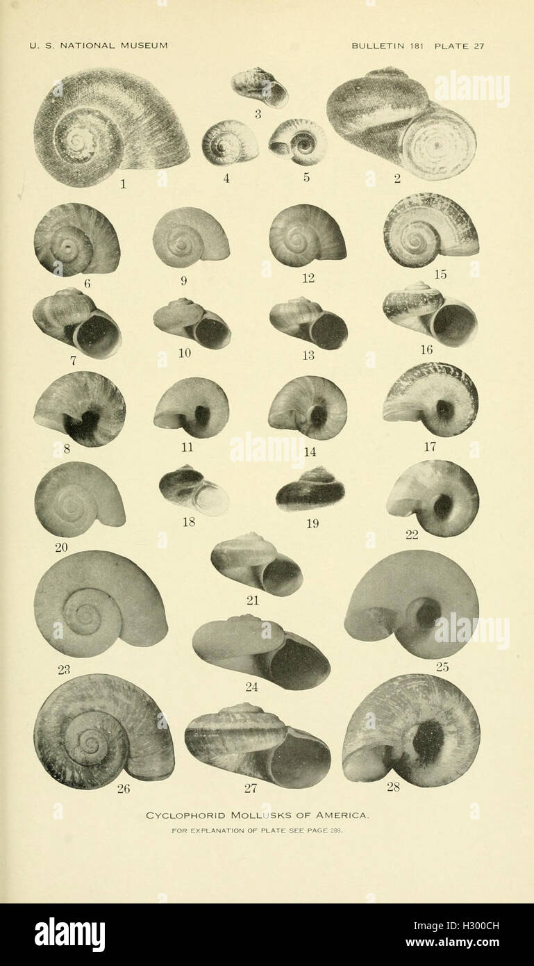 Operculate snail hi-res stock photography and images - Alamy
