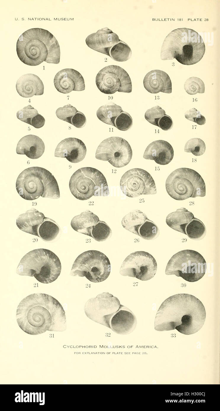 Operculate snail hi-res stock photography and images - Alamy