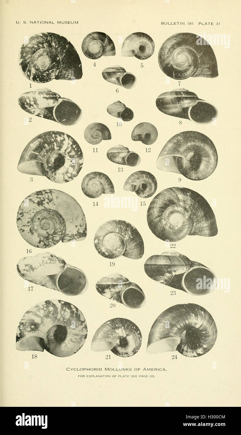 Operculate High Resolution Stock Photography and Images - Alamy