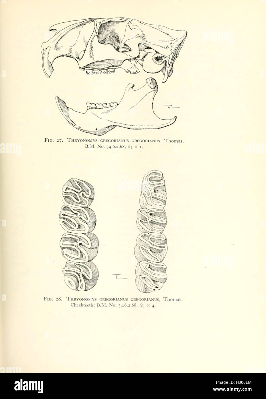 This work outlines the various families and genera of living rodents ...
