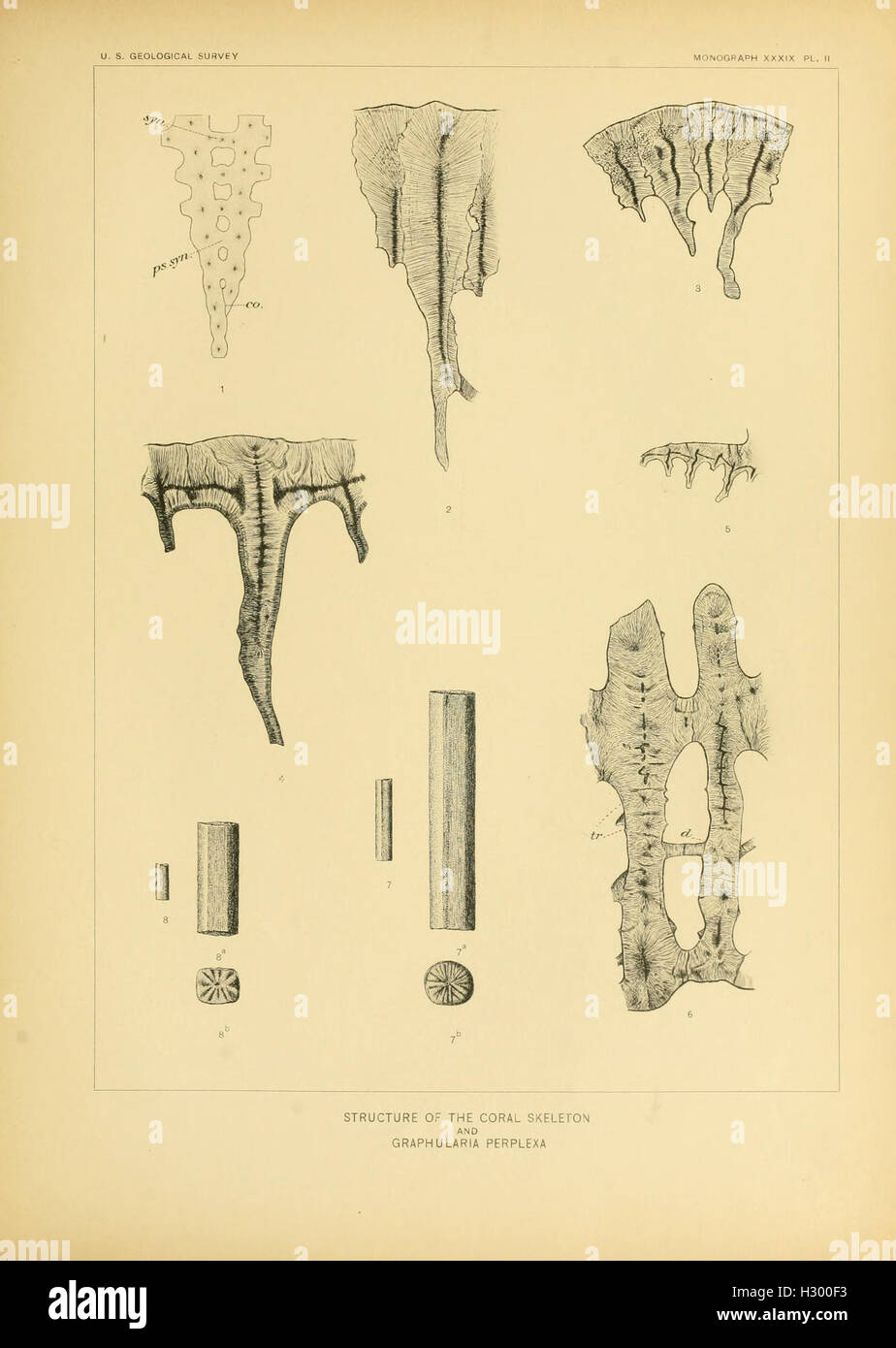 This work describes the coral faunas from the Eocene and lower ...