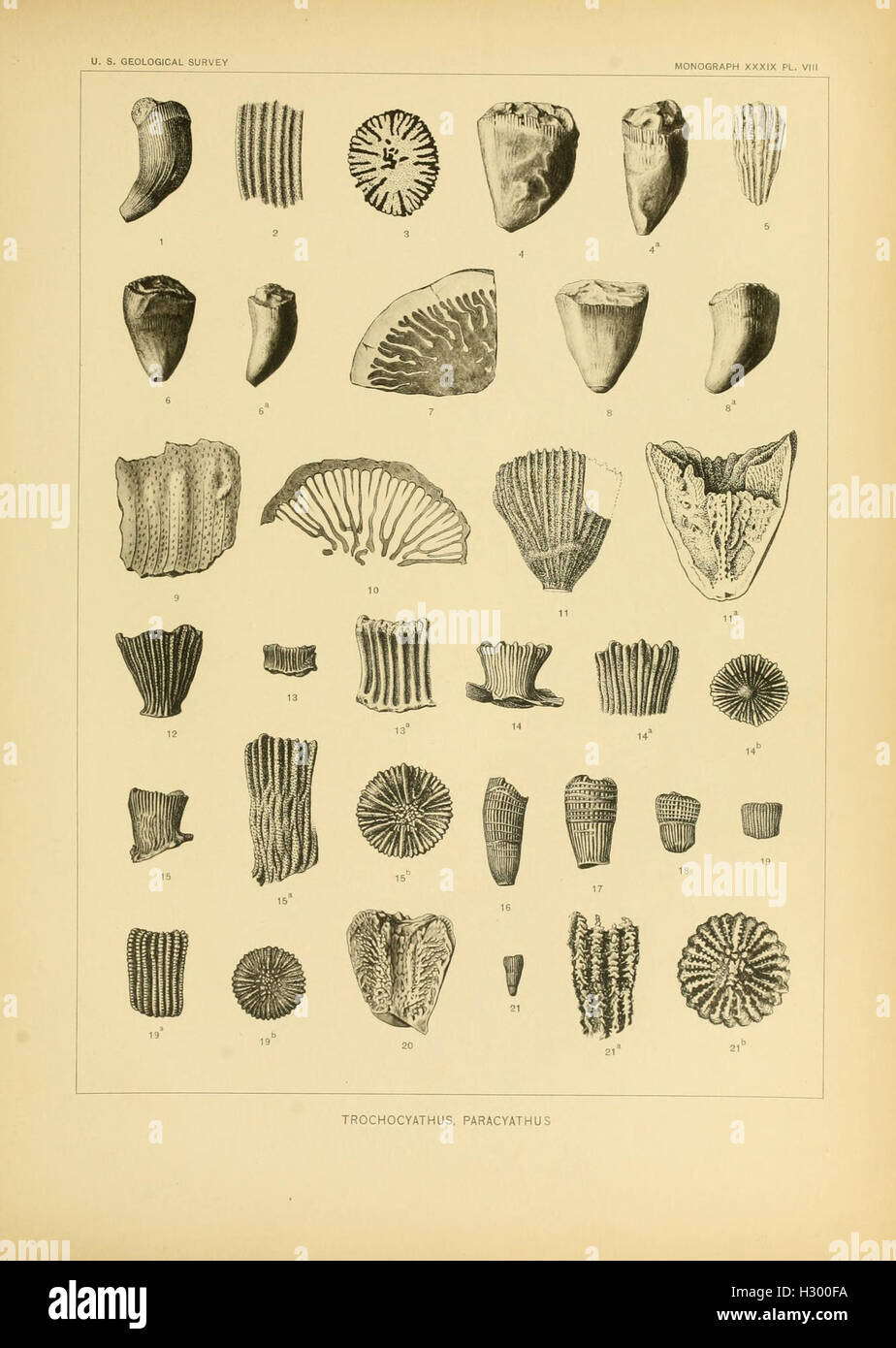 A detailed study of coral species from the Eocene and lower Oligocene ...
