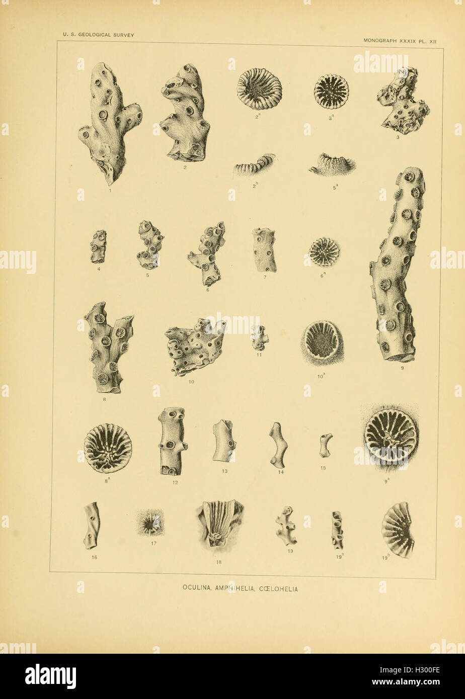 This work examines the coral faunas of the Eocene and lower Oligocene ...