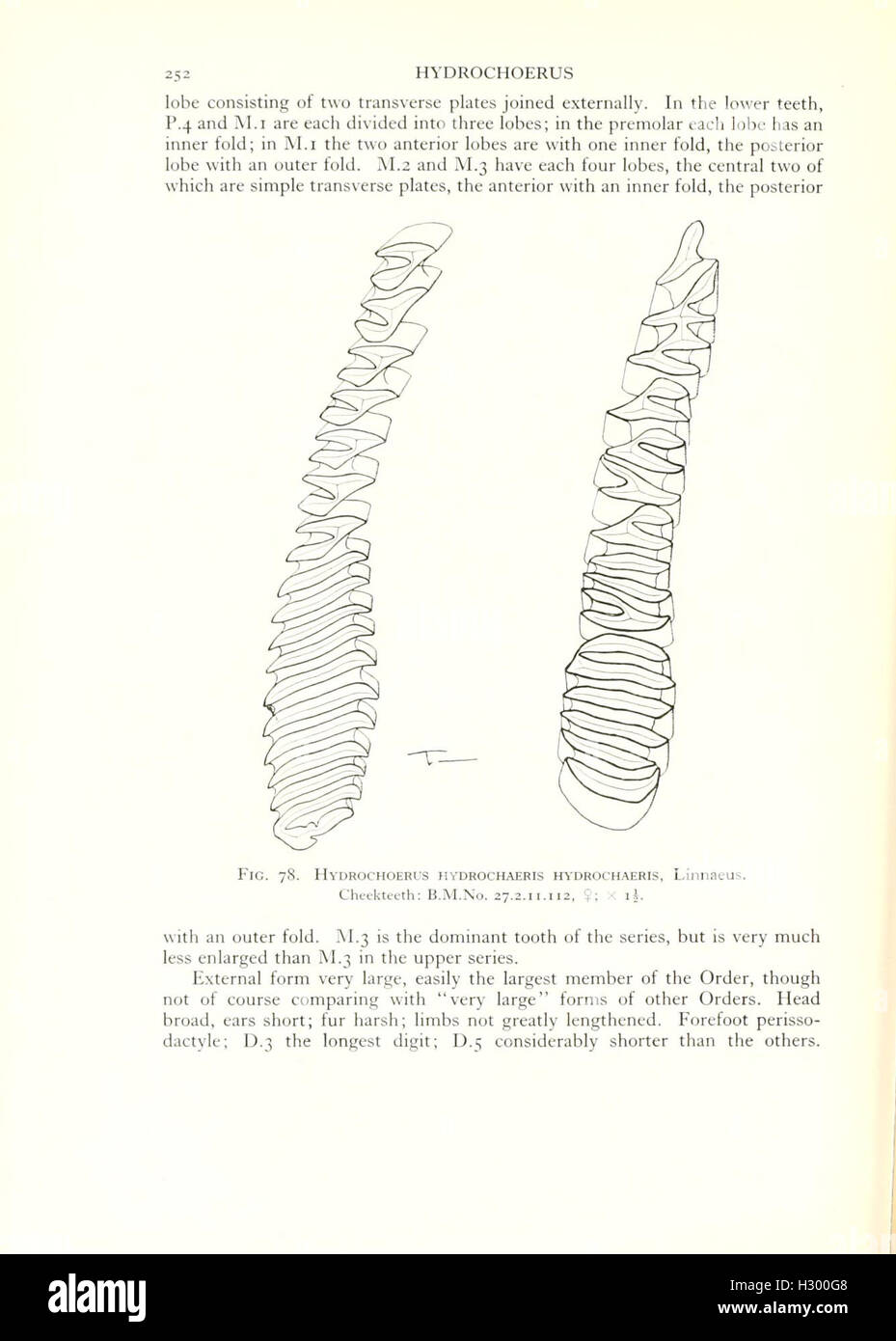 A detailed classification of living rodent families and genera ...