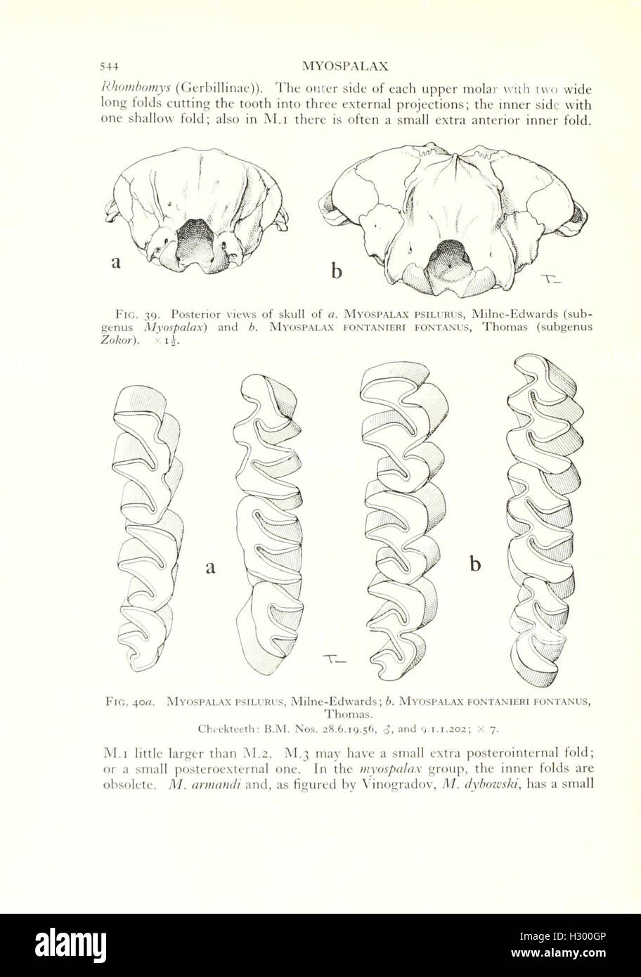 A taxonomic classification of living rodents, presenting their families ...