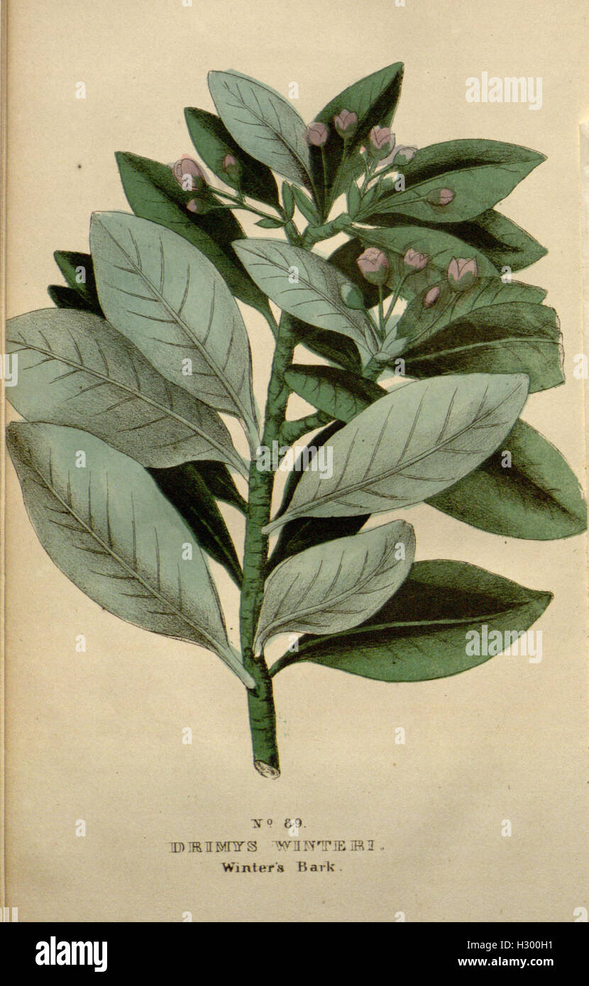 A botanical reference focusing on plant species used in traditional ...