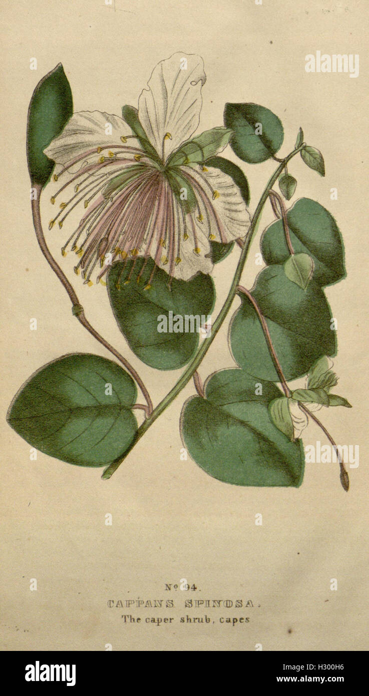 A botanical reference providing an in-depth look at the flora and ...