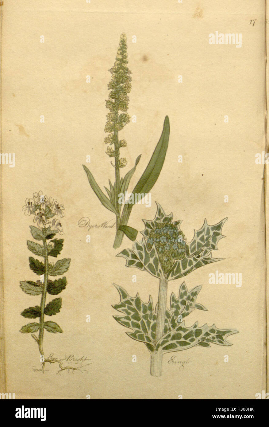 An illustrated herbal guide to various plant species, detailing their ...