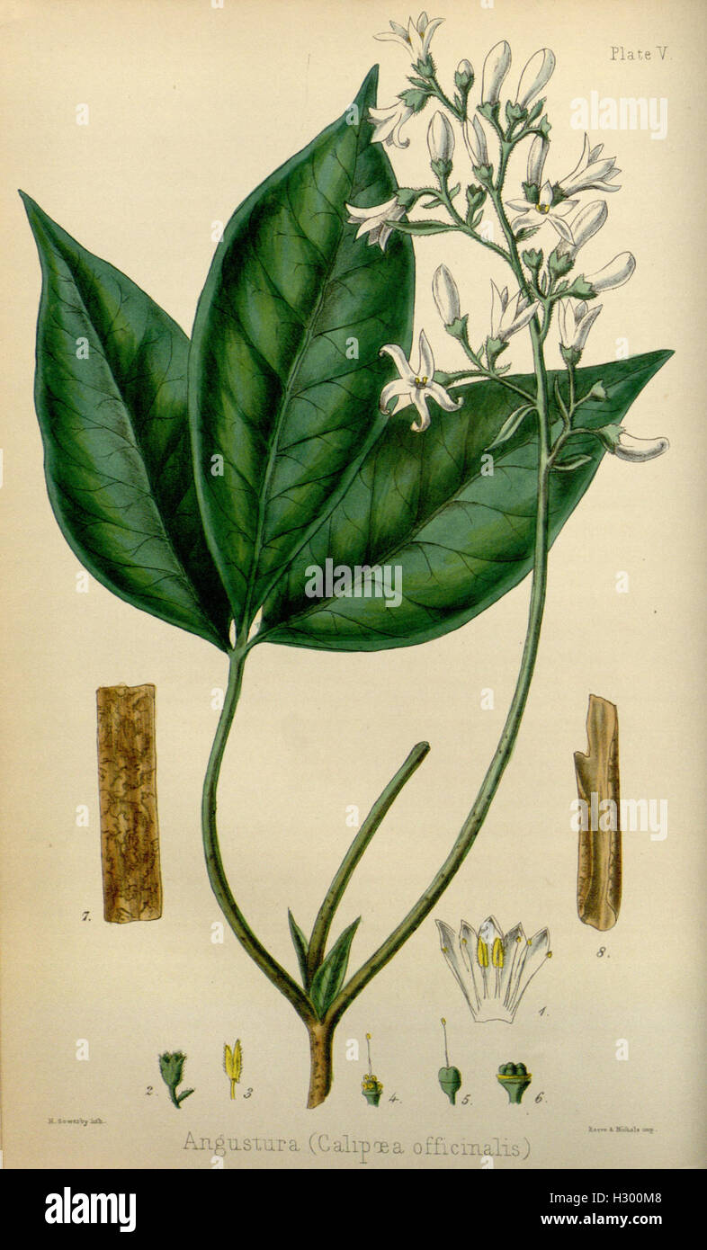 A detailed representation of plants used in homeopathy, illustrated ...