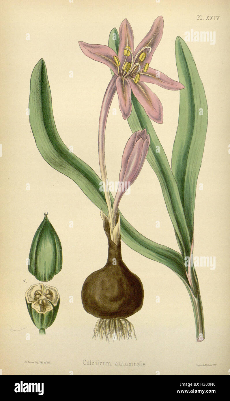 This work presents illustrations of homeopathic plants and their uses ...