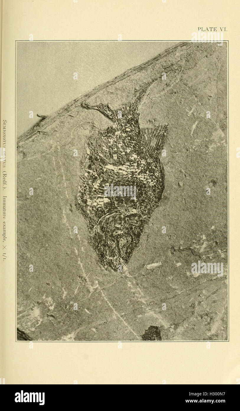 An overview of fossil fish species, providing a concise description of ...