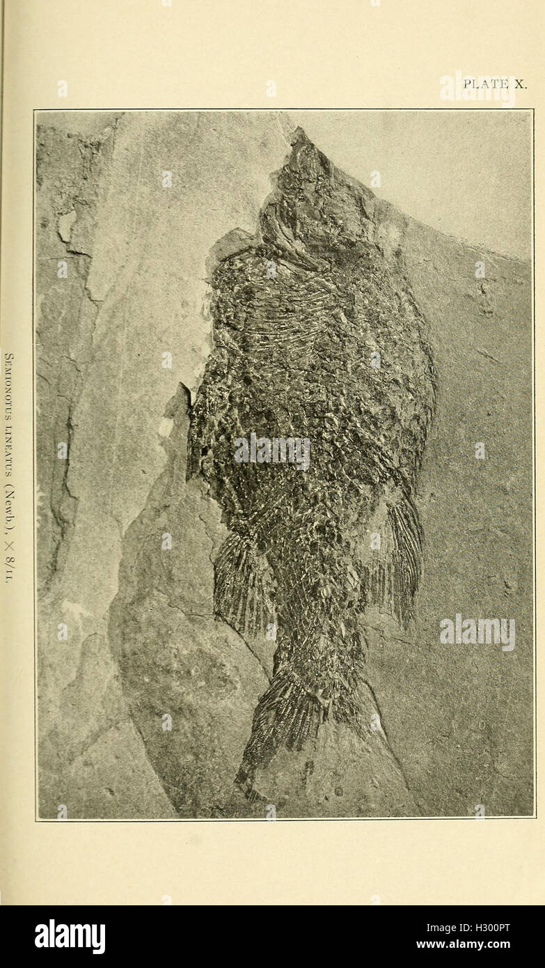 A concise overview of fossil fish species, examining their ...