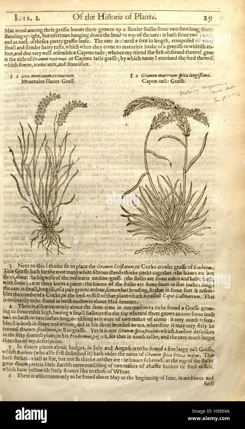 A botanical text detailing the history and characteristics of plants ...