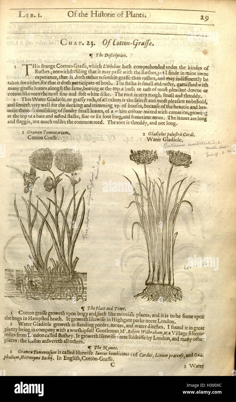 A key botanical work detailing the properties and uses of plants. Page ...