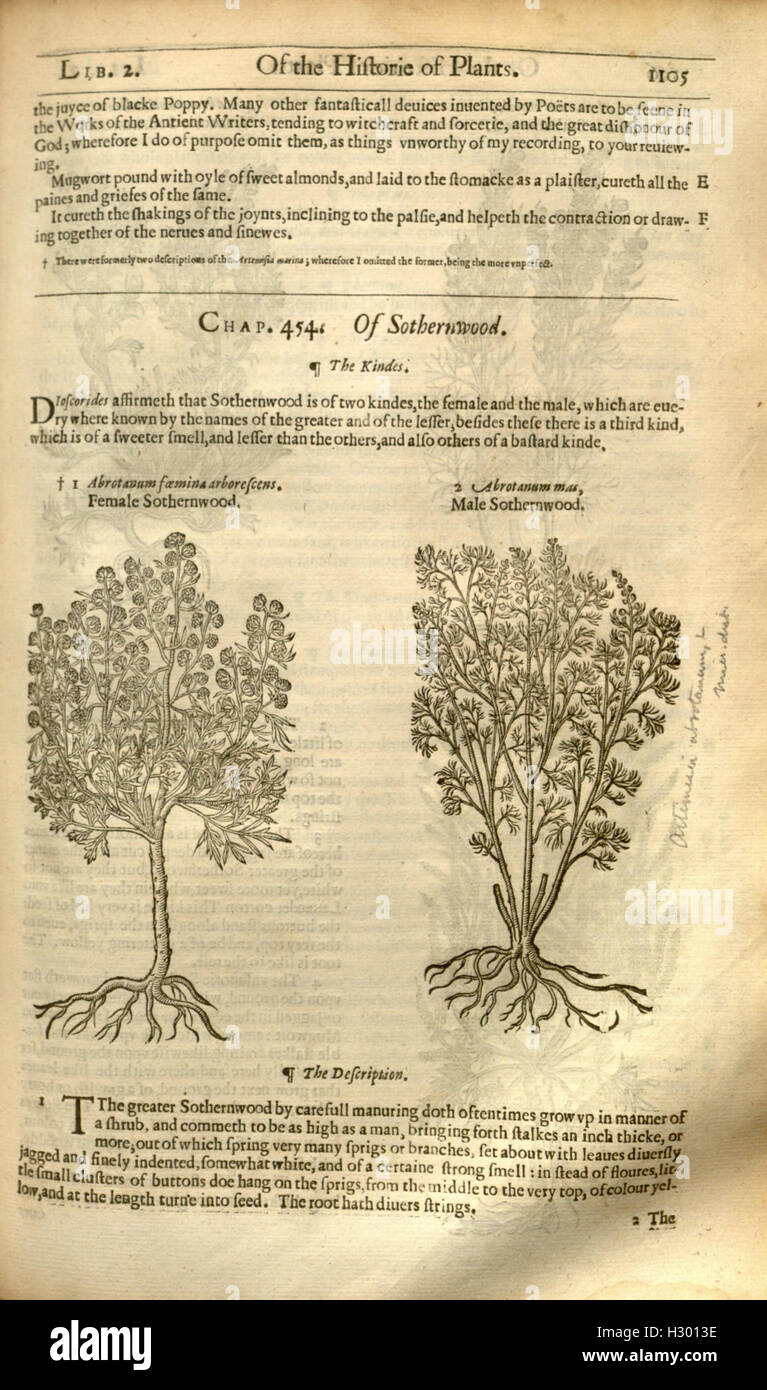 This historical botanical work provides detailed descriptions of plants ...