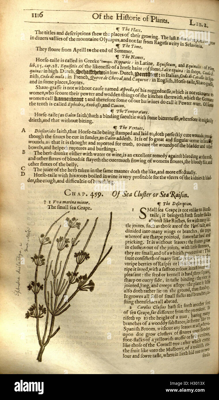 This classic herbal provides an extensive history of plants, including ...