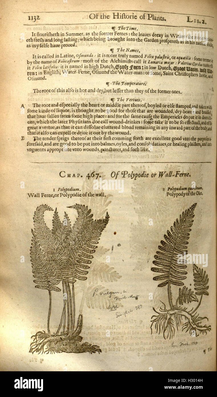An influential botanical work from the 16th century, detailing a wide ...
