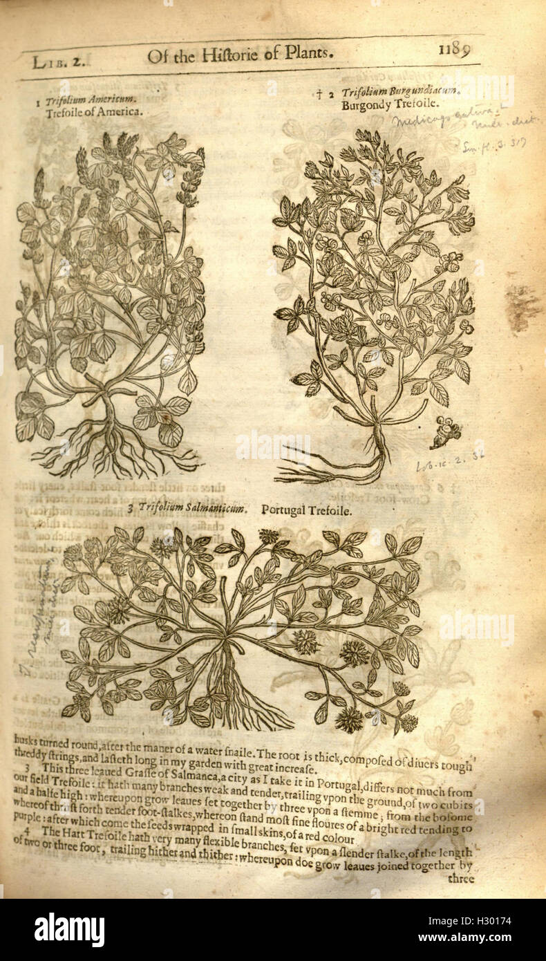 This botanical work is a comprehensive history and description of ...