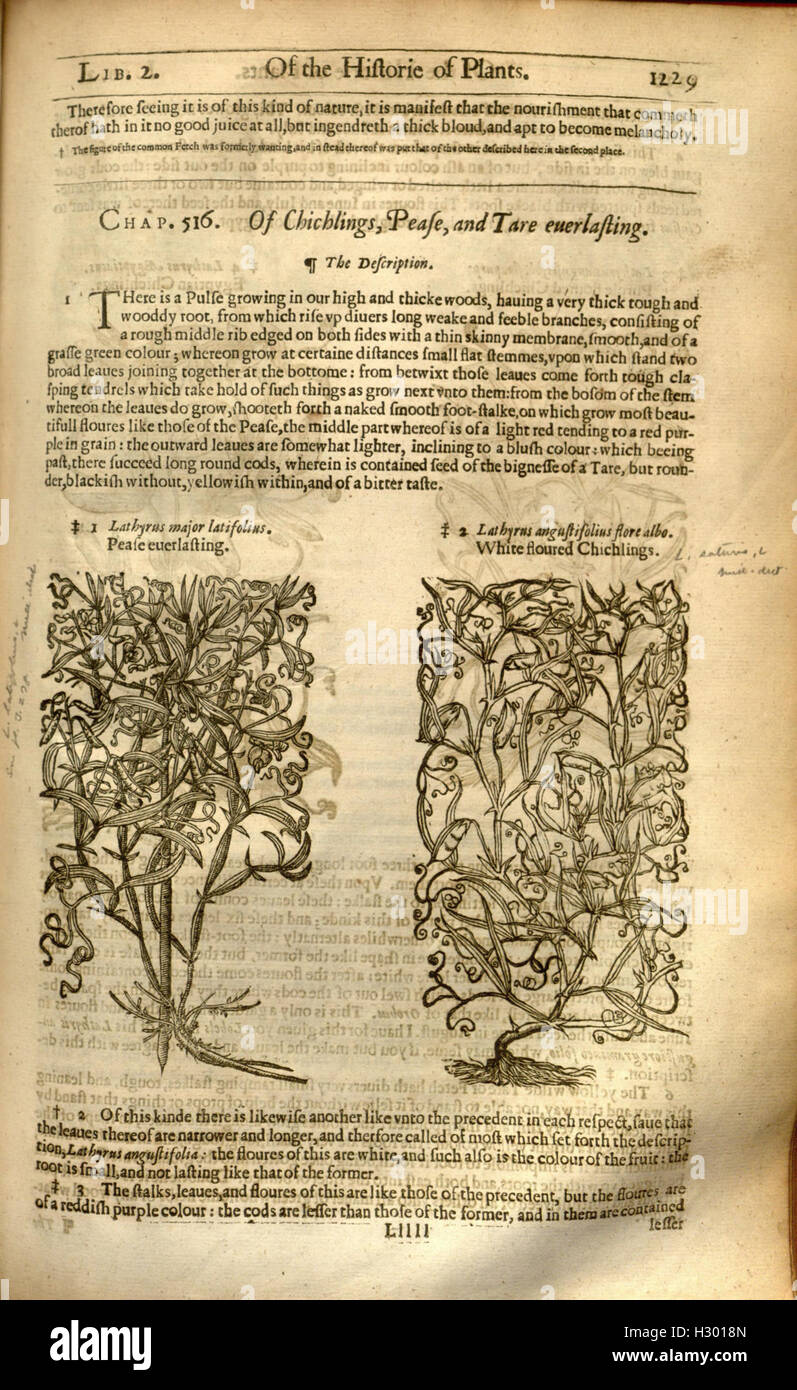 An early botanical text by John Gerard, focusing on the history and ...