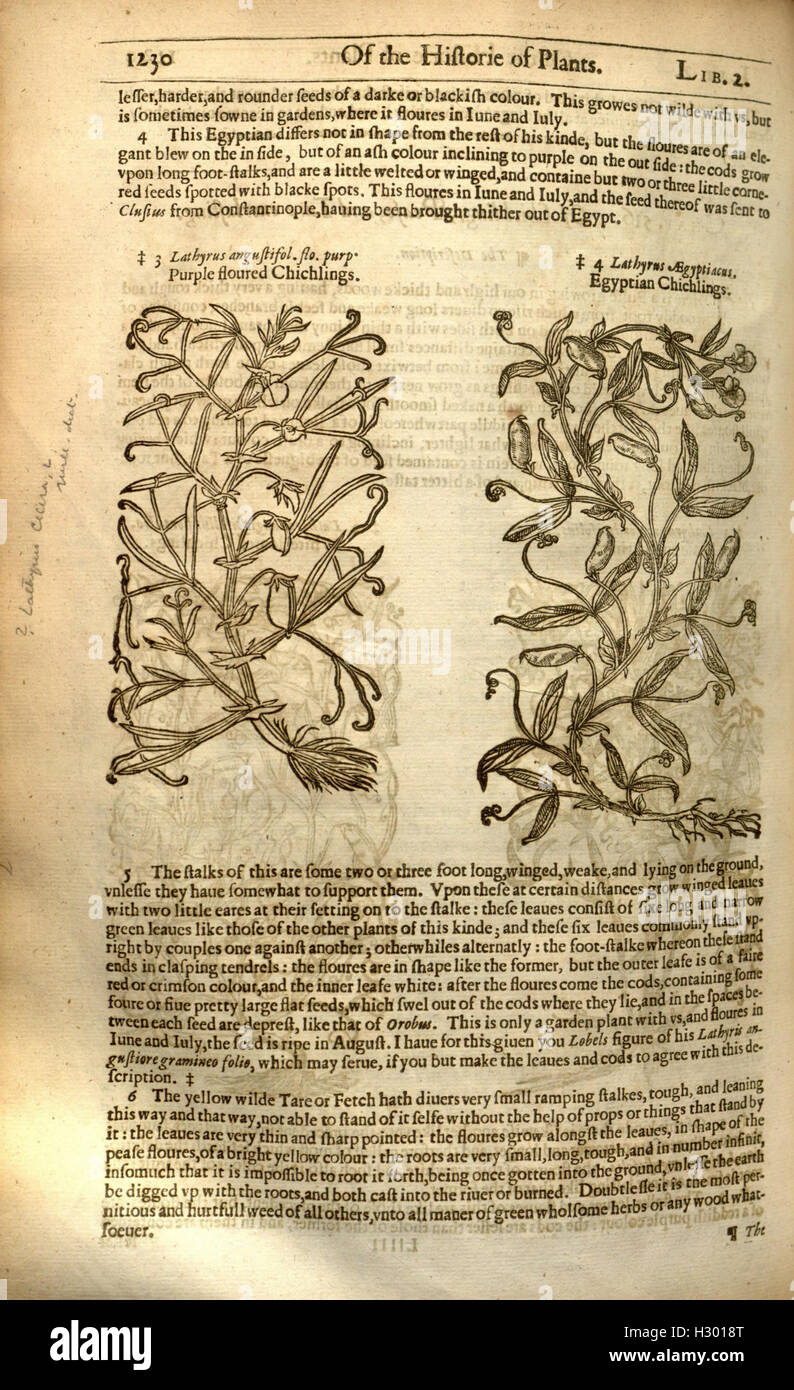 A historical botanical work describing the uses and characteristics of ...