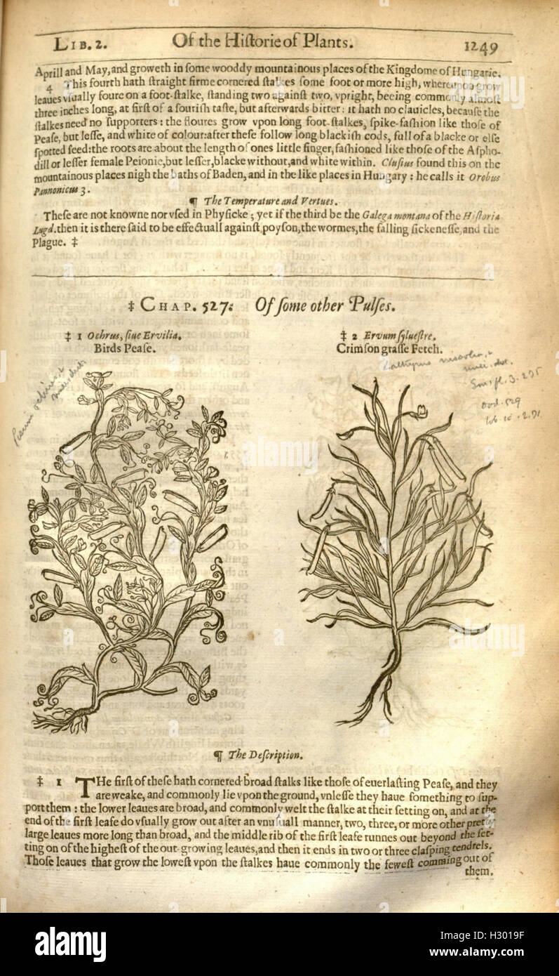An extensive botanical work documenting various plant species ...