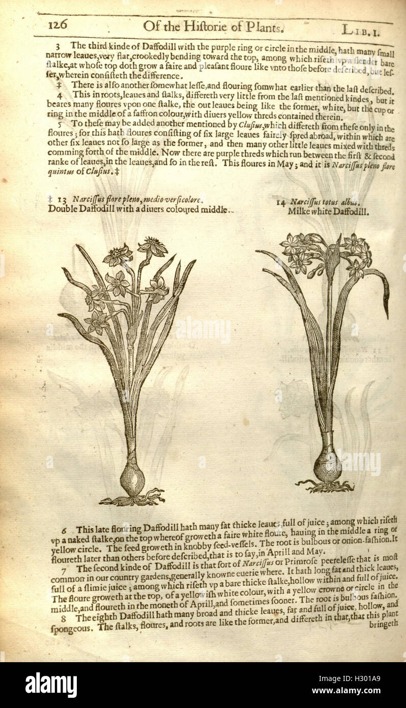 This historical work by John Gerard provides a comprehensive record of plants, focusing on their ...