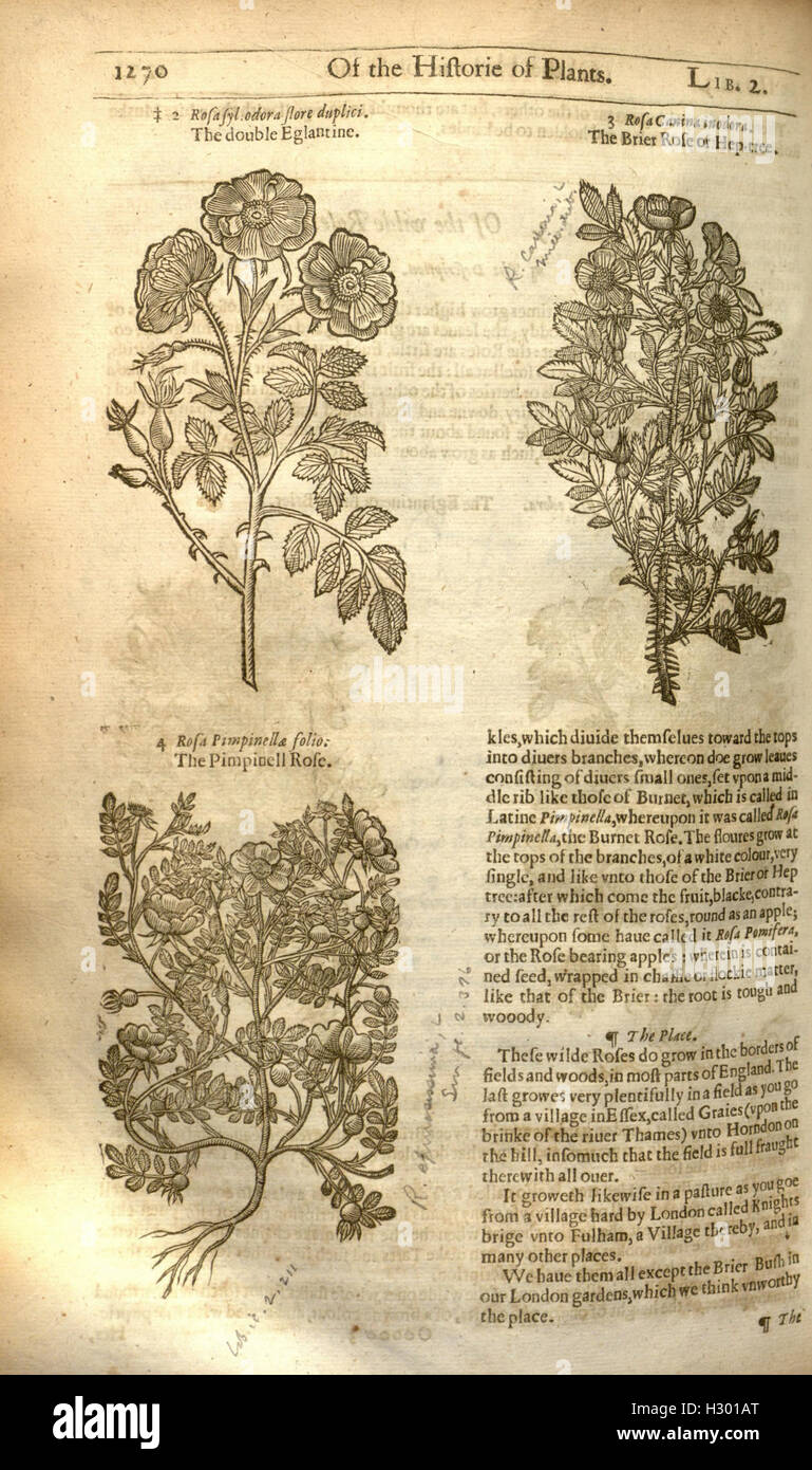 This comprehensive herbal work provides a historical account and ...