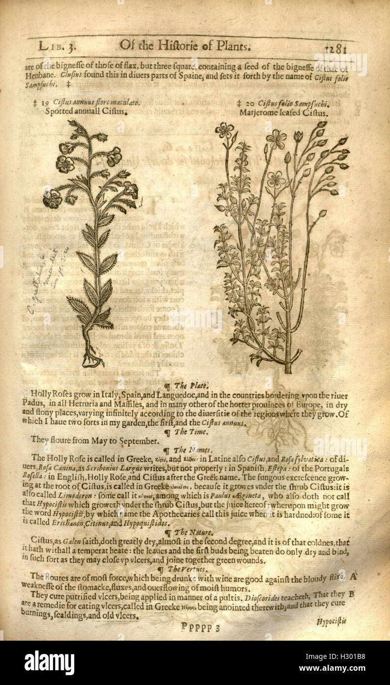 This historical botanical work offers an in-depth exploration of plant ...