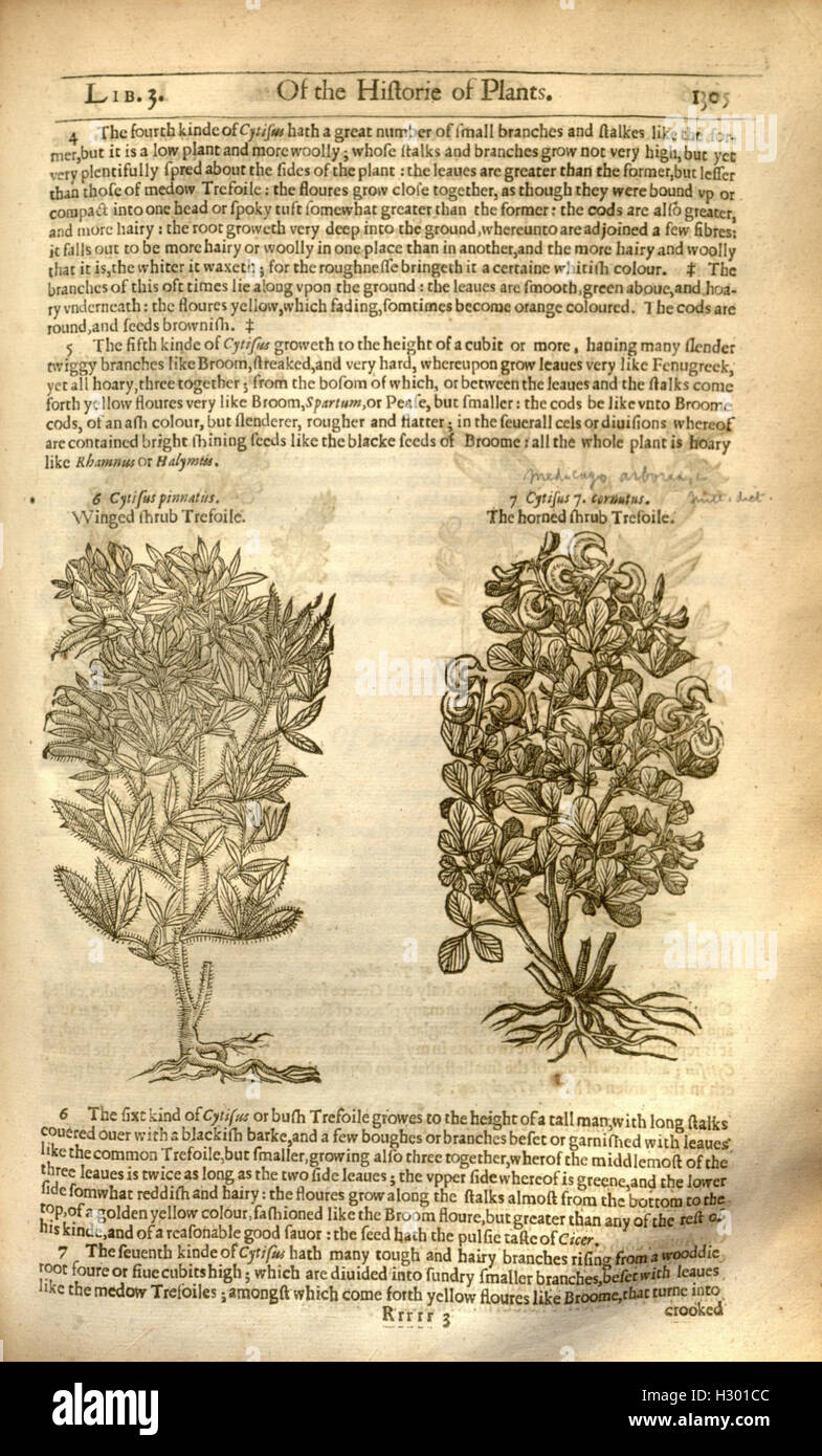 A botanical work detailing plant species, their uses, and their ...