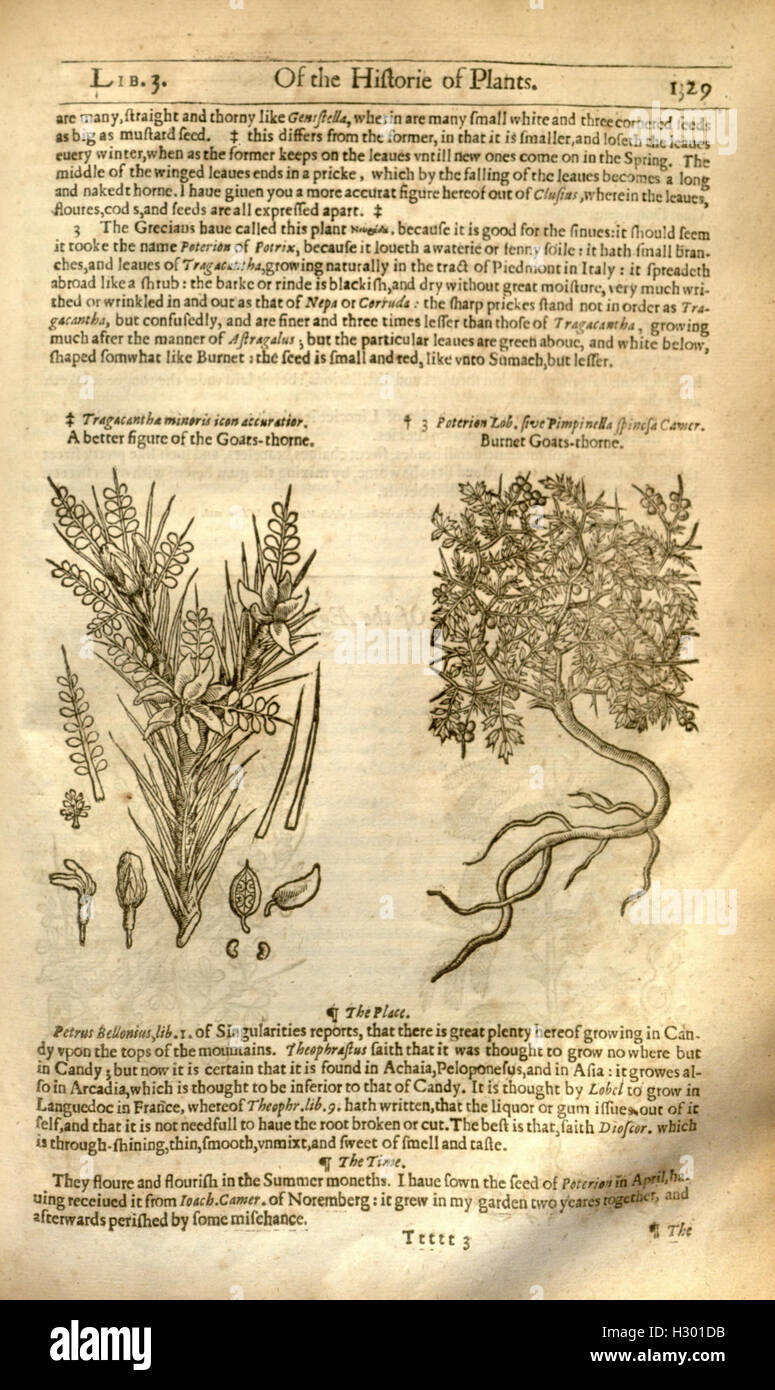 This botanical text offers a historical overview of plant species ...