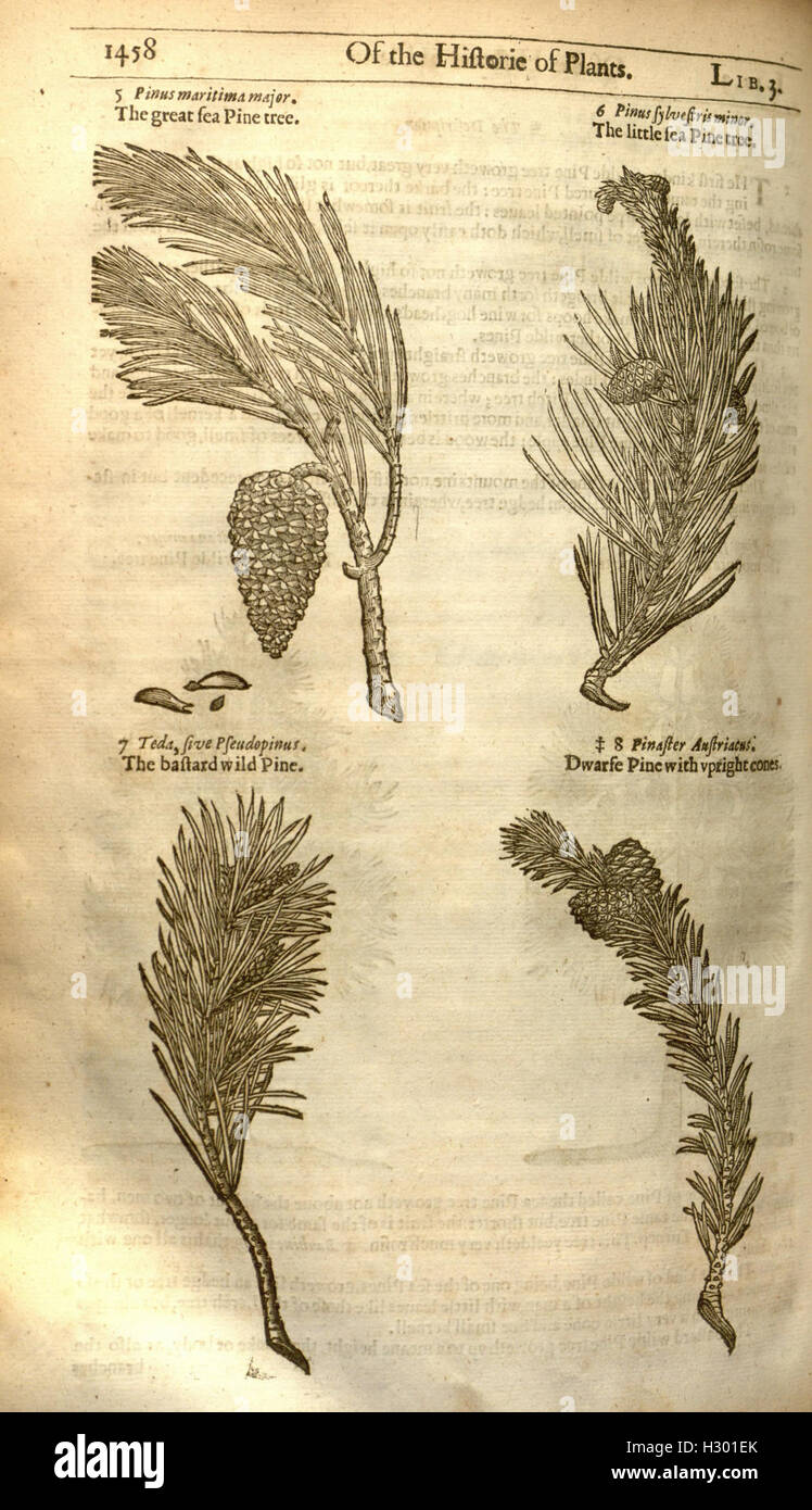This historic botanical text offers comprehensive details on various ...