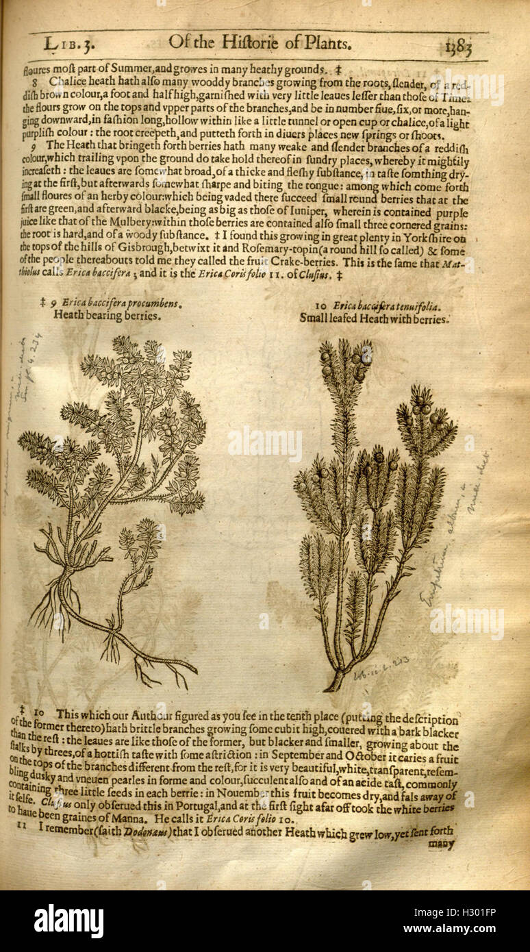 A historical botanical text documenting plant species, their uses, and ...