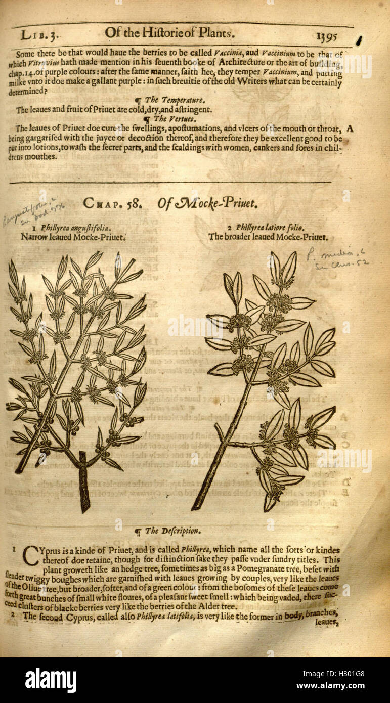 This work continues the history of plants, expanding on their uses ...