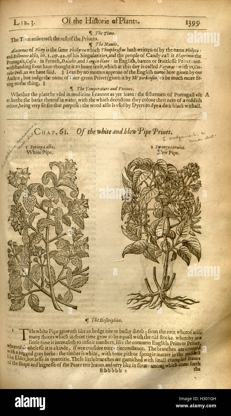 This comprehensive botanical text provides detailed accounts of ...