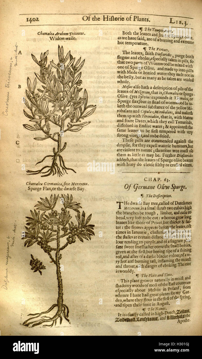 This page from 'The Herball' explores the detailed history and ...