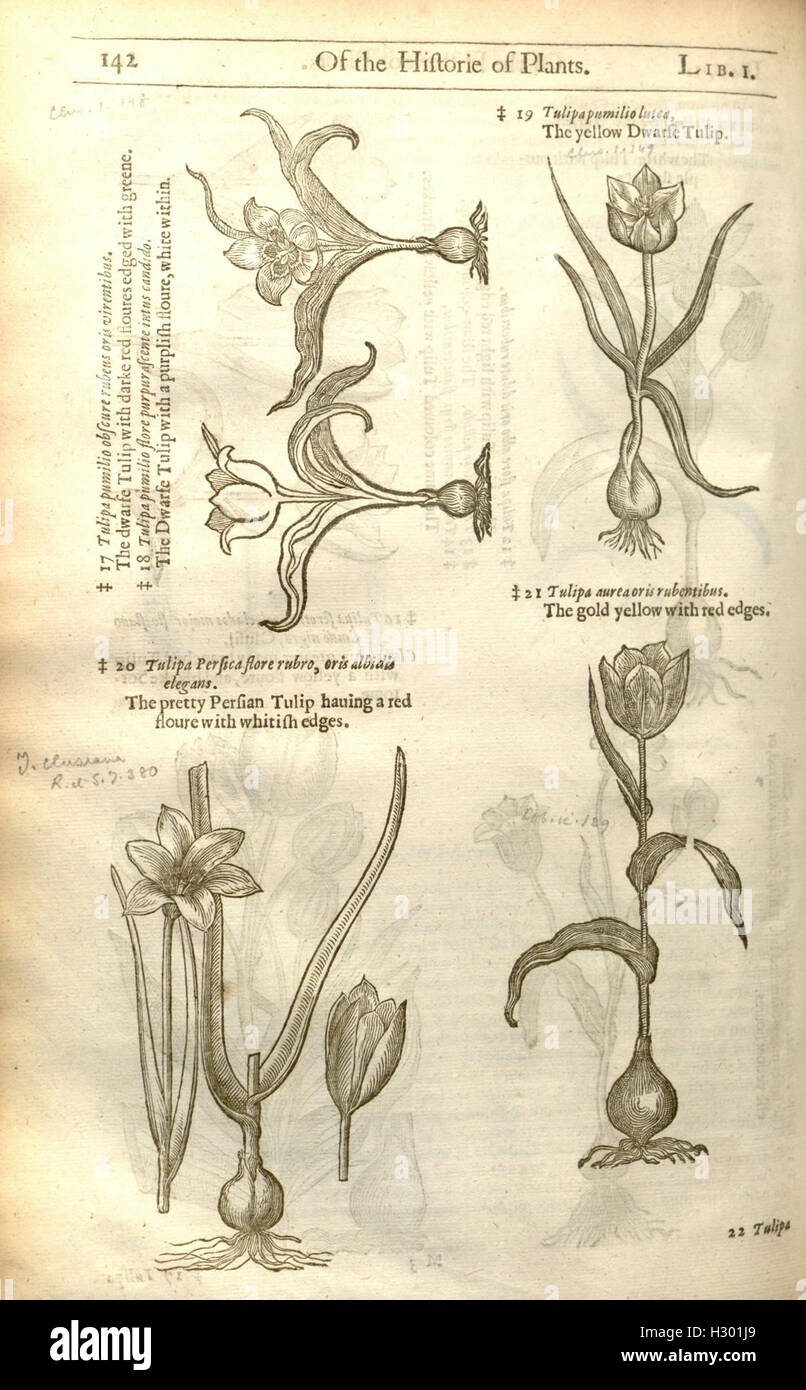 This classic botanical work provides an extensive description of ...