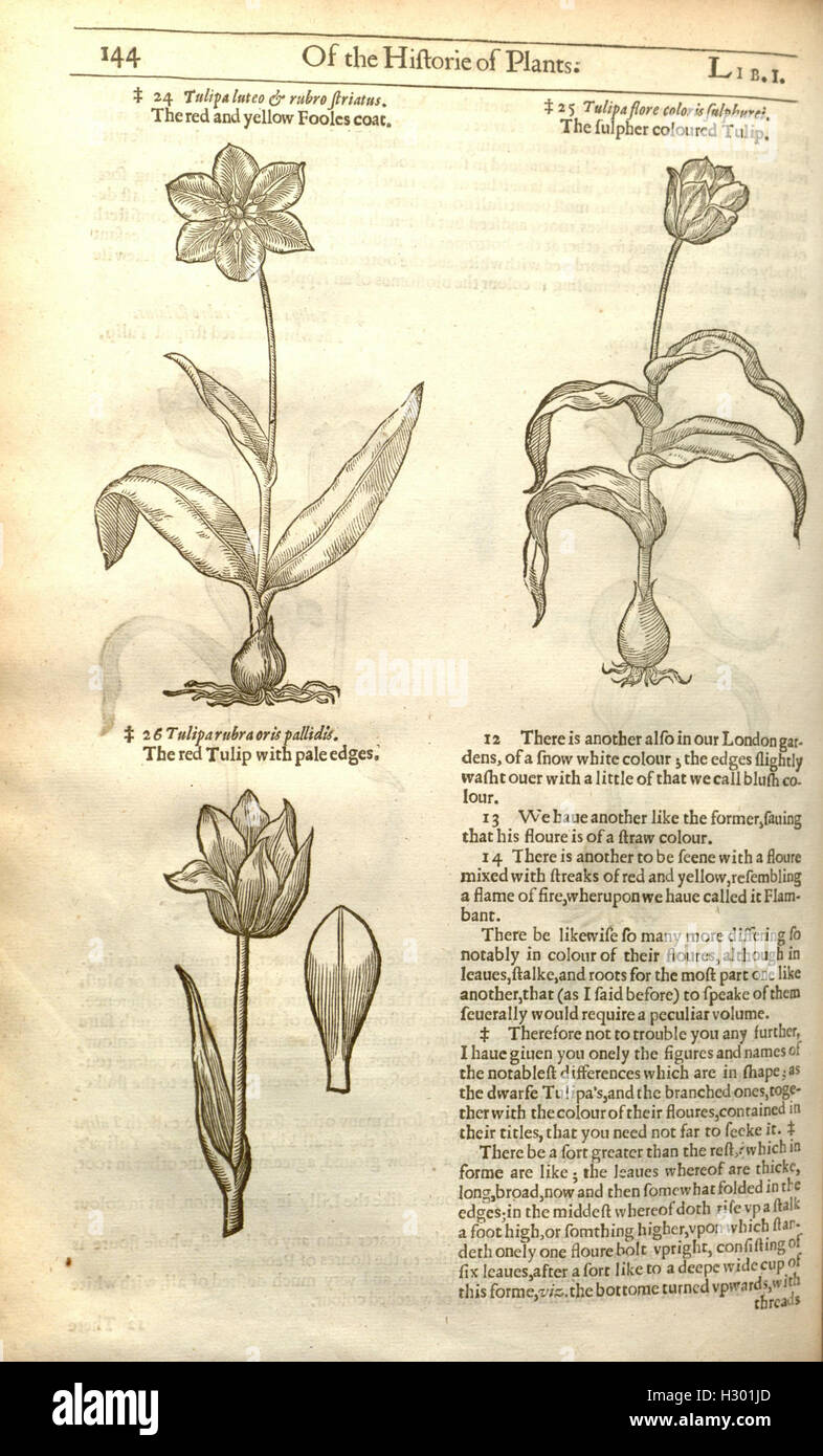 This historical work by John Gerard presents a comprehensive account of plants, their medicinal ...