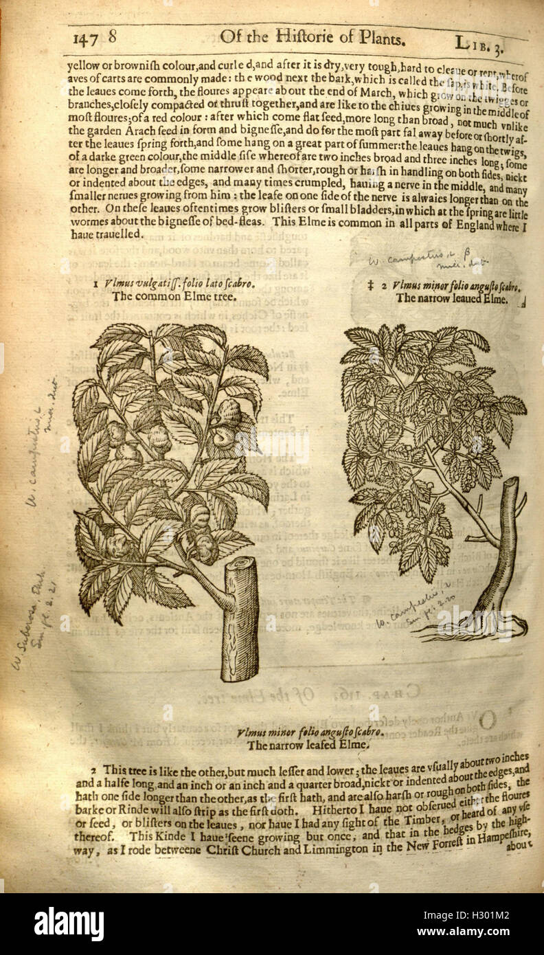 A comprehensive historical work documenting plants, their uses, and ...
