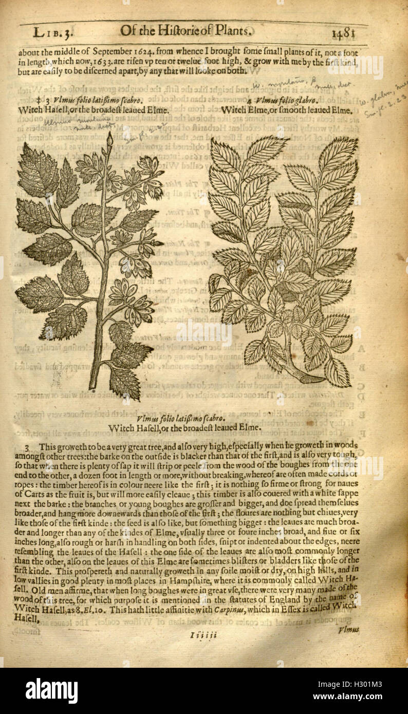 This historical herbal provides detailed accounts of plant species ...