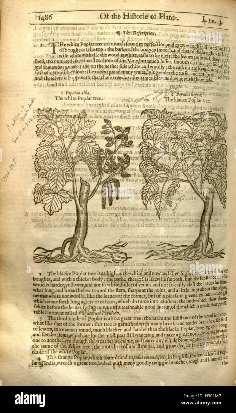 An early herbal text documenting the history and descriptions of ...