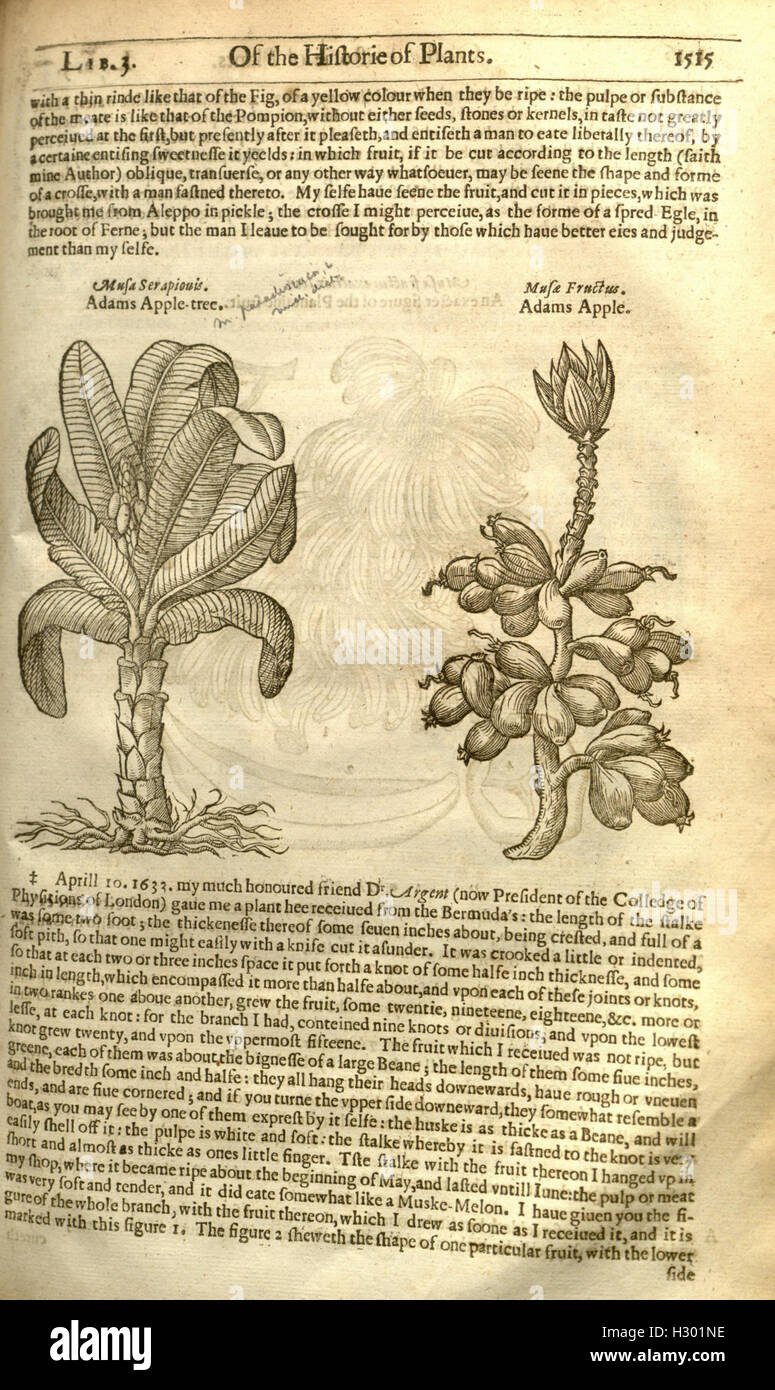 This historical botanical text provides detailed descriptions of ...