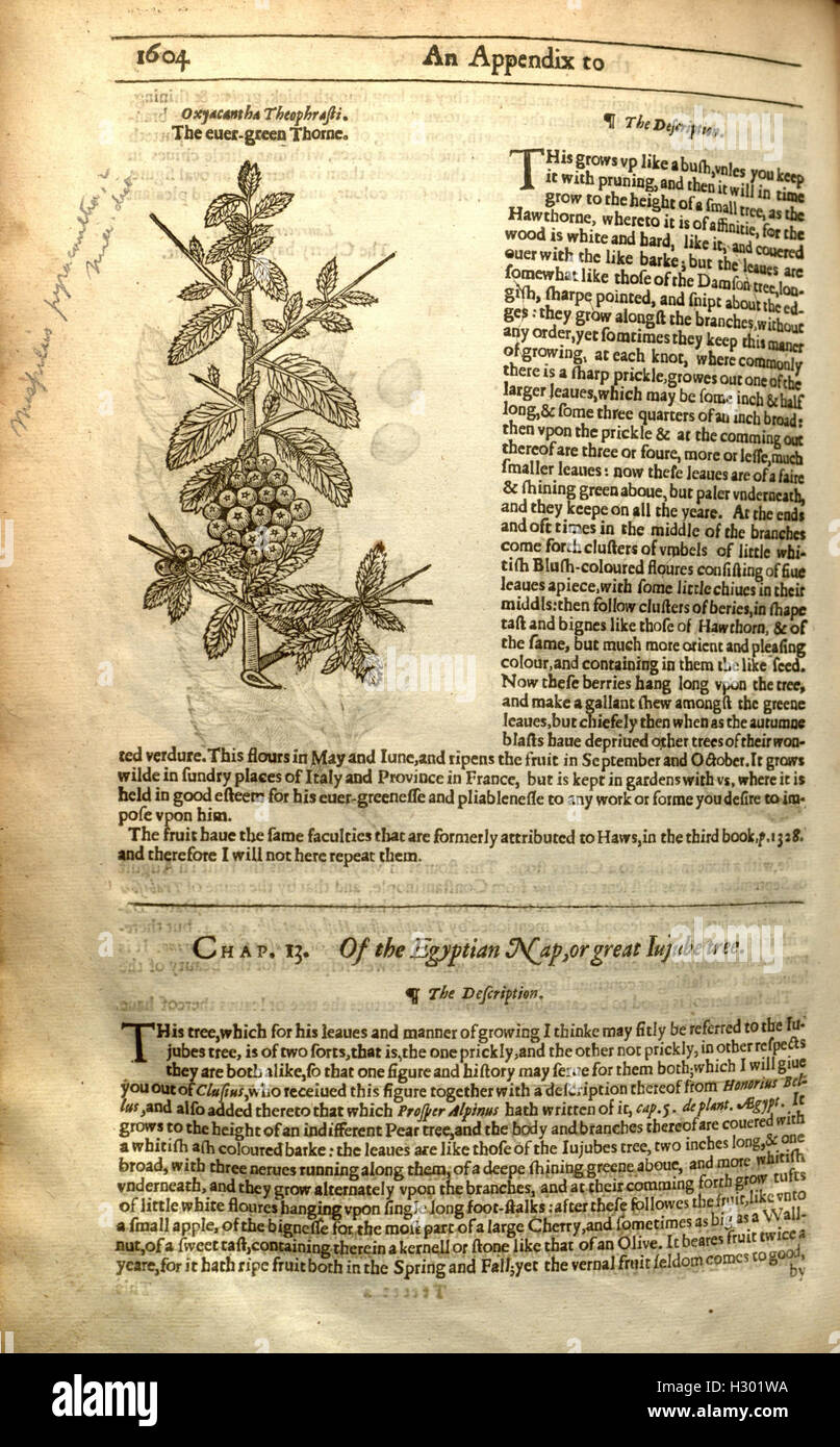 A historical botanical work from the 1600s detailing the plants and ...