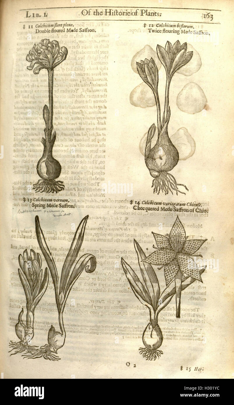 This botanical text provides detailed descriptions of various plant ...