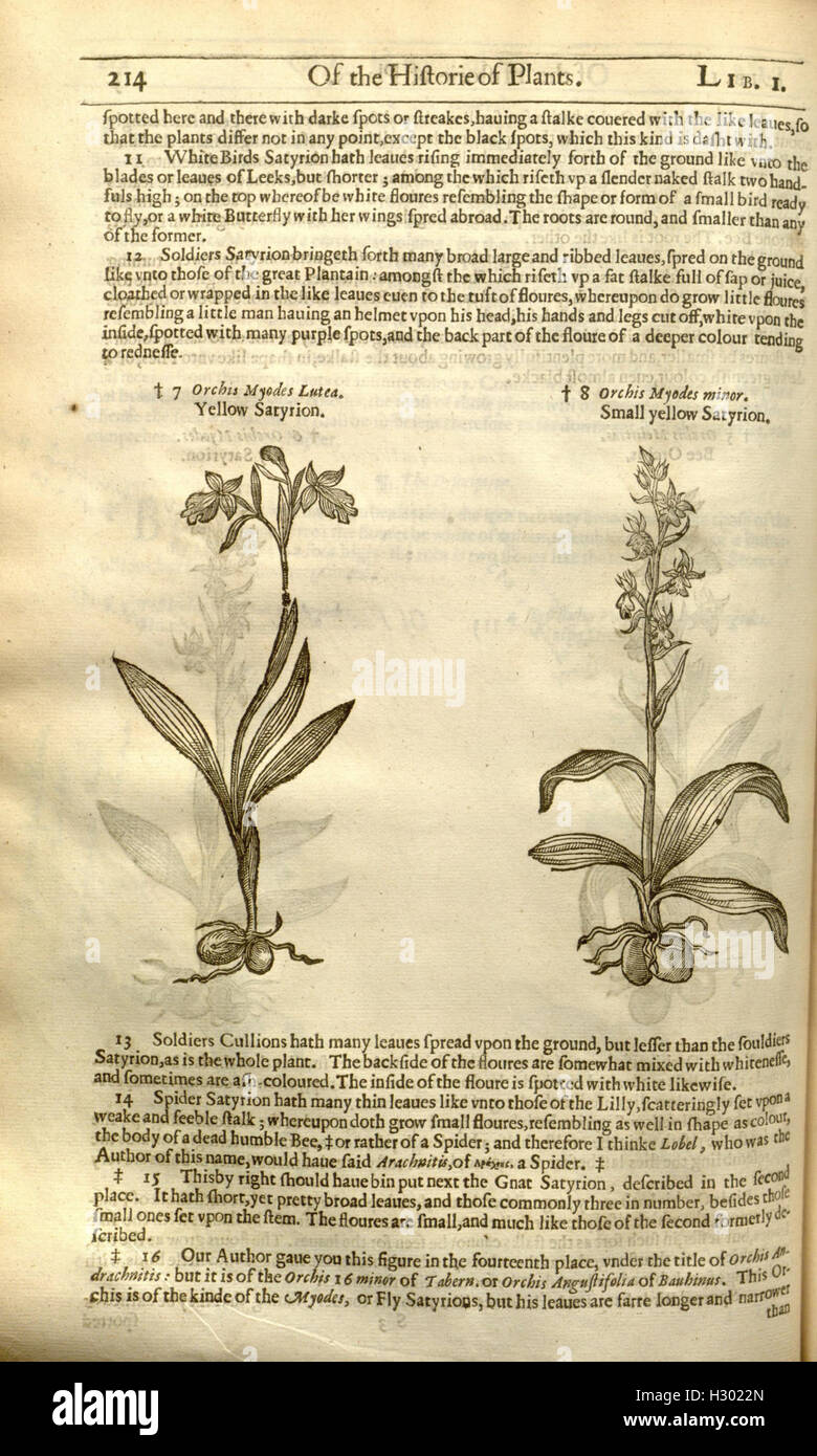 A historical botanical work detailing various plant species and their ...